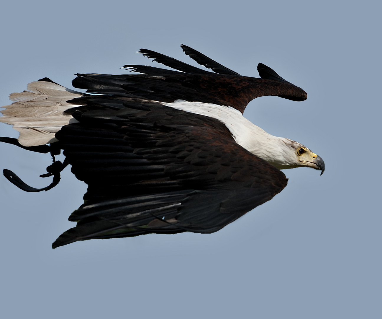 Adler im Flug Foto & Bild | tiere, zoo, wildpark & falknerei, vögel ...