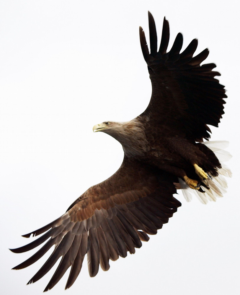 Adler in Norwegen 2 Foto & Bild | tiere, wildlife, wild lebende vögel ...