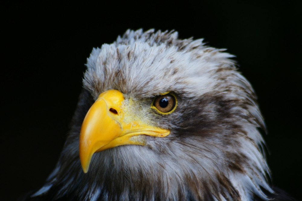 Adler Kopf Foto & Bild | tiere, tierdetails, natur Bilder auf fotocommunity