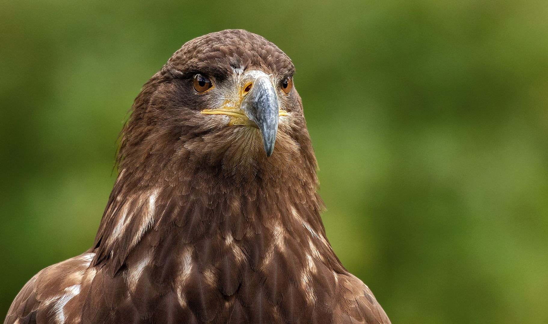 Adler-Portrait Foto & Bild | deutschland, europe, nordrhein- westfalen ...