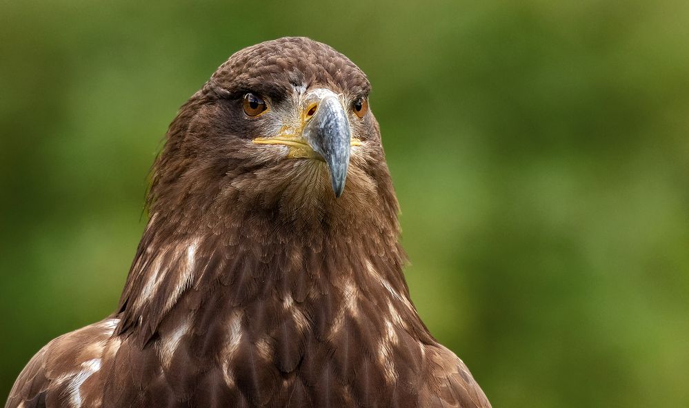 Adler-Portrait Foto & Bild | deutschland, europe, nordrhein- westfalen ...
