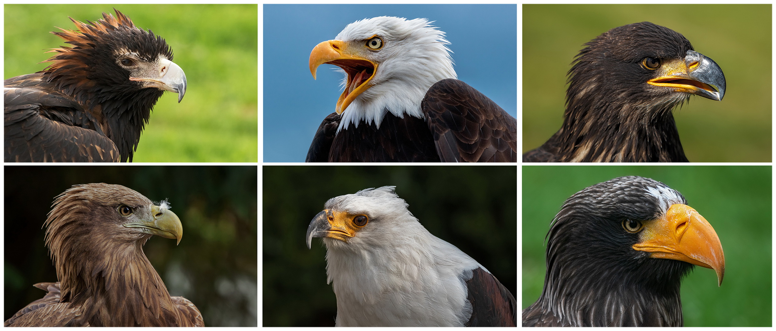 Adler Portrait Collage 001 Foto & Bild | deutschland, europe, tiere ...