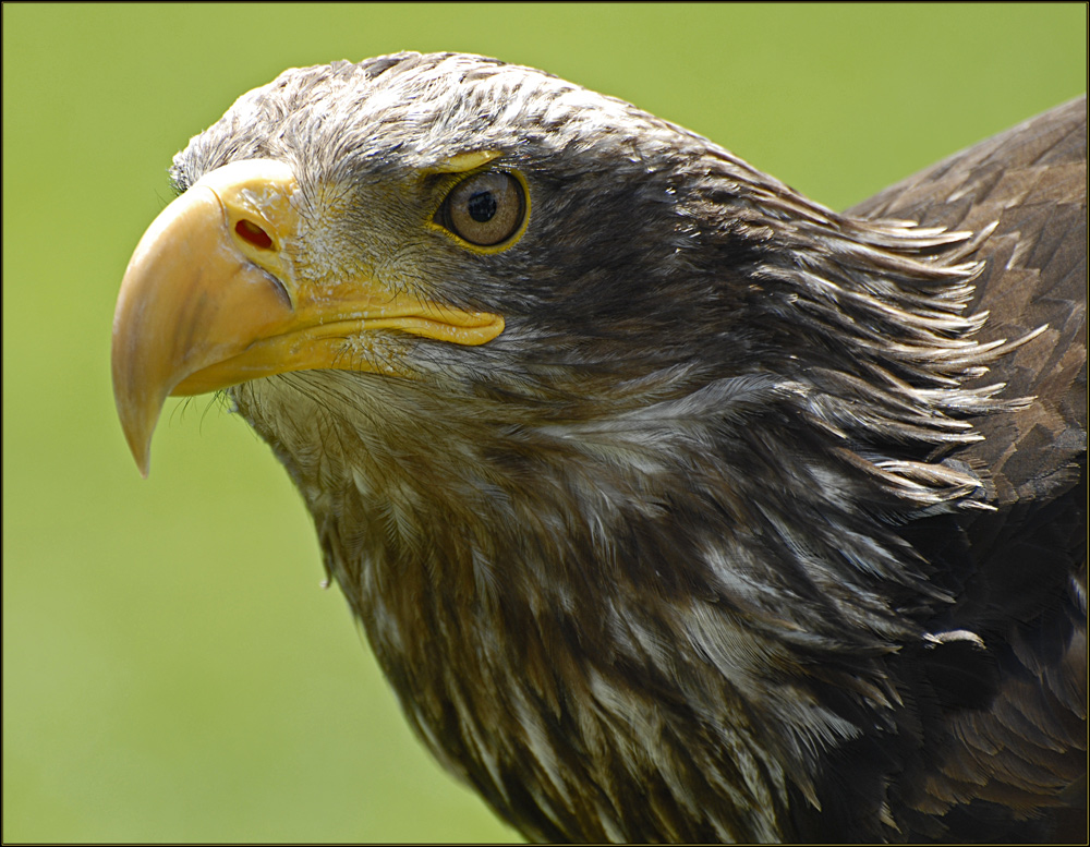 Adlerauge, sei wachsam Foto & Bild | tiere, zoo, wildpark & falknerei, vögel Bilder auf ...