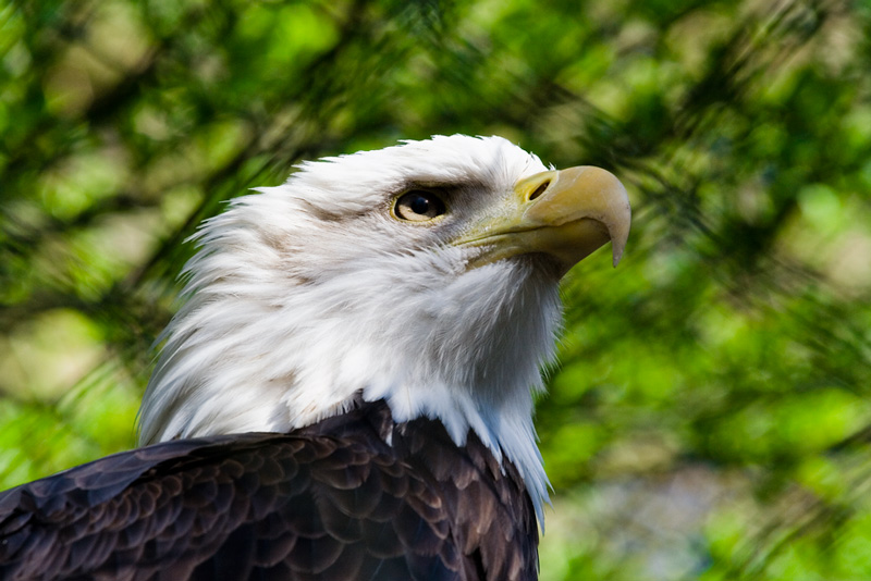 Adlerauge sei wachsam Foto & Bild | tiere, zoo, wildpark & falknerei, vögel Bilder auf fotocommunity