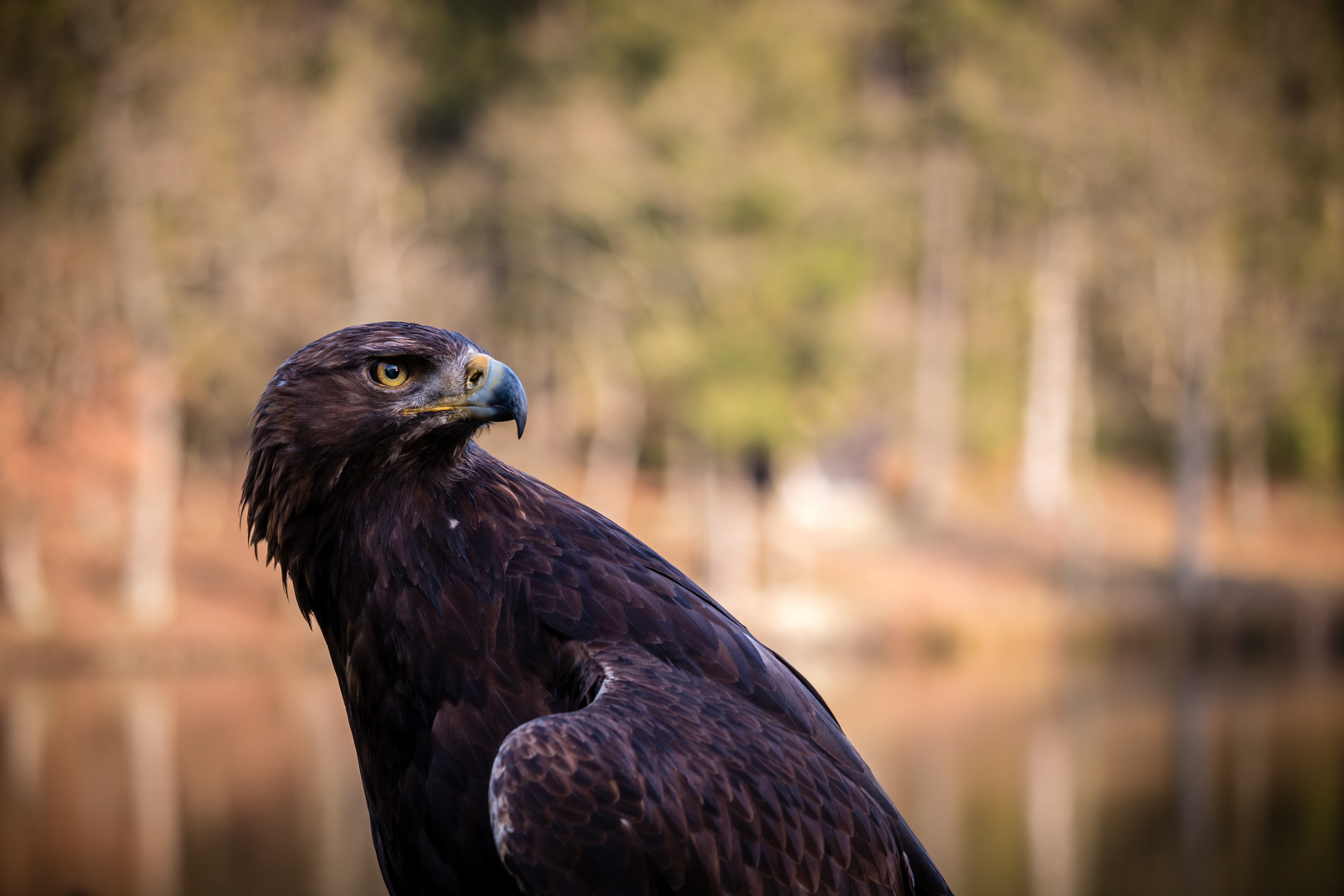 Adlerauge, sei wachsam! Foto & Bild | tiere, zoo, wildpark & falknerei, vögel Bilder auf ...
