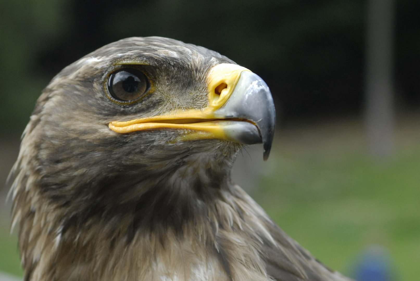 Adlerauge stets wachsam Foto & Bild | tiere, zoo, wildpark & falknerei, vögel Bilder auf ...