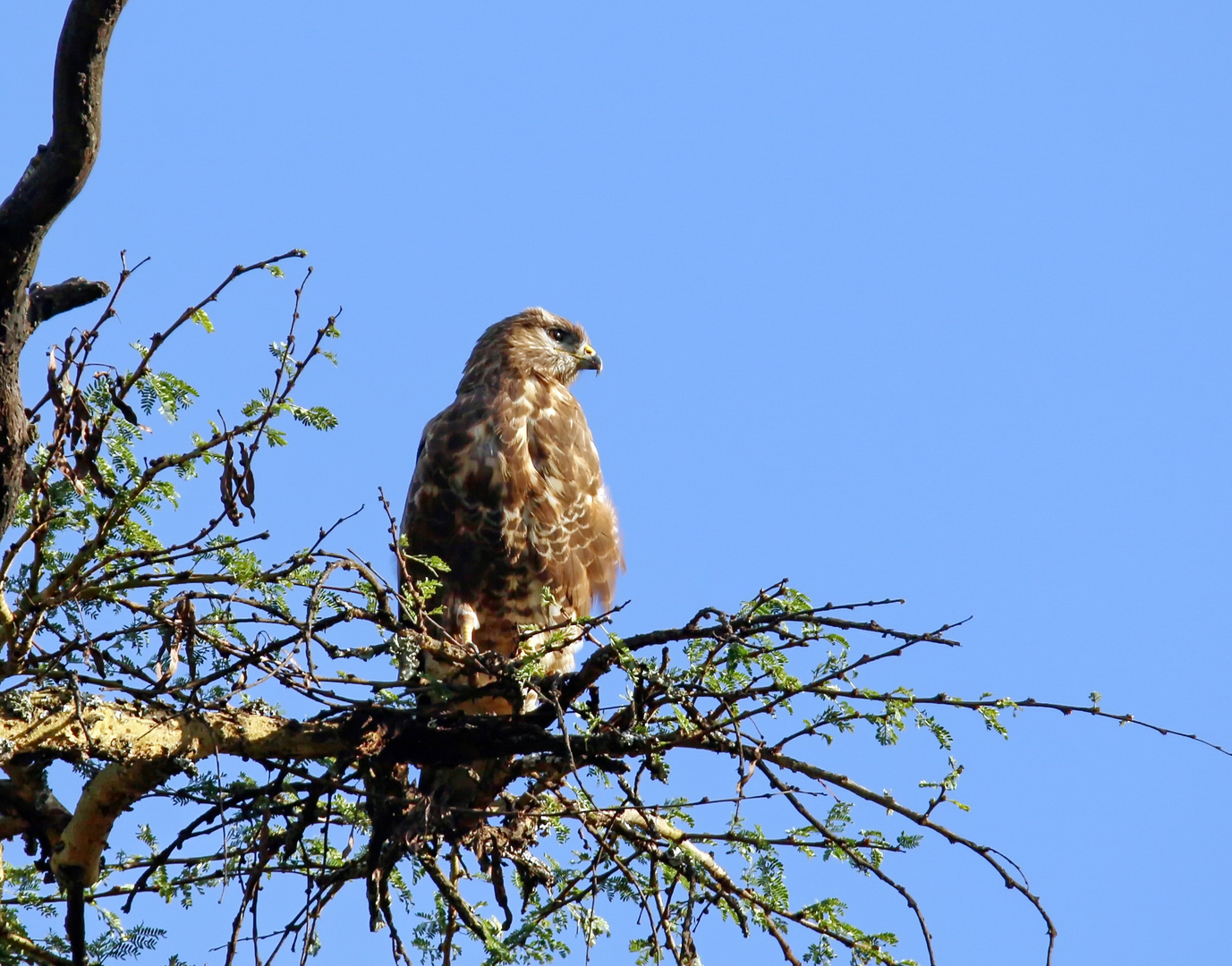 Adlerbussard (Buteo rufinus) Foto & Bild | natur, afrika, tiere Bilder ...