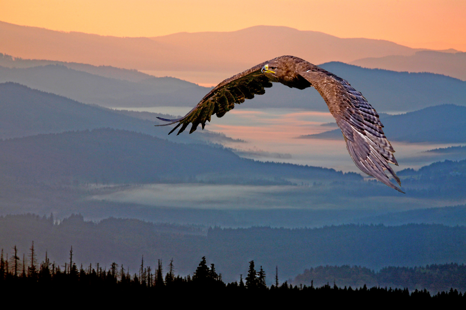 Adlerflug über den Wäldern Foto & Bild | wald, sonnenaufgang, himmel ...
