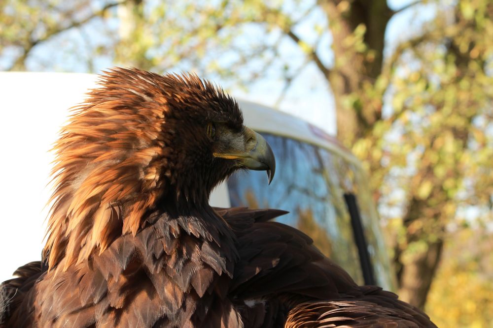 Adlerkopf Foto & Bild | tiere, natur Bilder auf fotocommunity