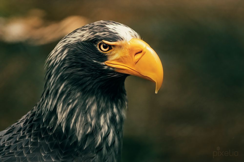 Adlerportrait Foto & Bild | tiere, zoo, wildpark & falknerei, vögel ...