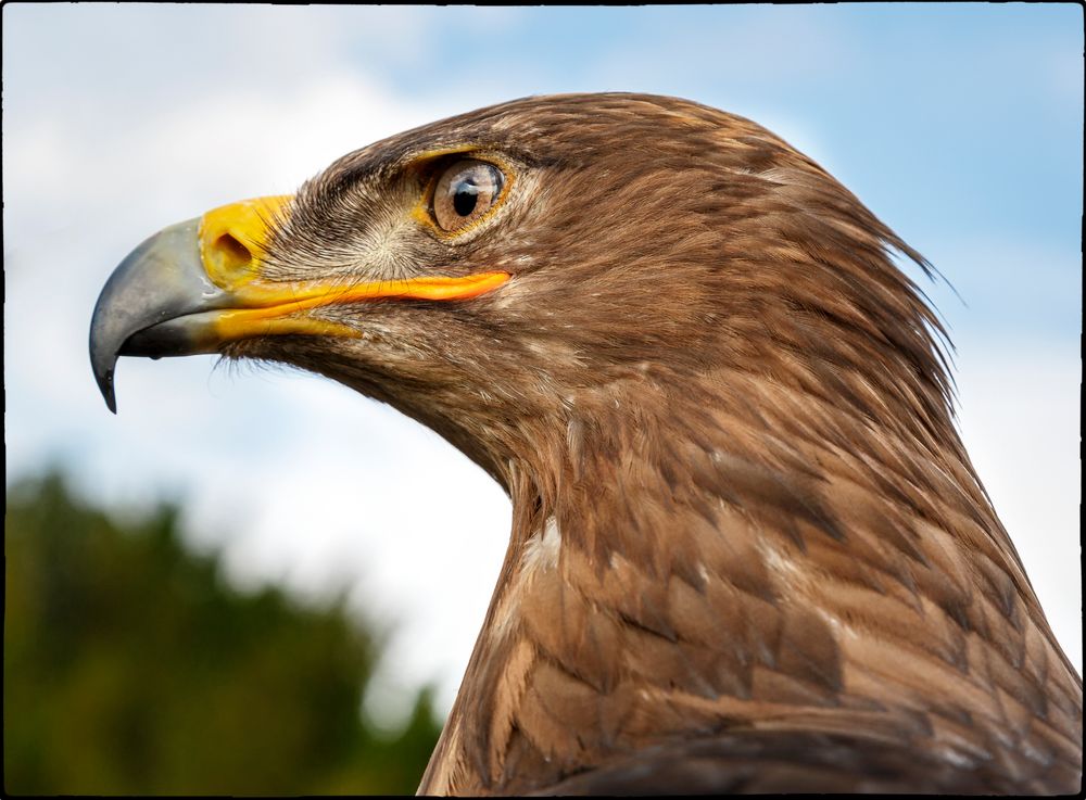 Adlerportrait Foto & Bild | outdoor, natur, zoo Bilder auf fotocommunity