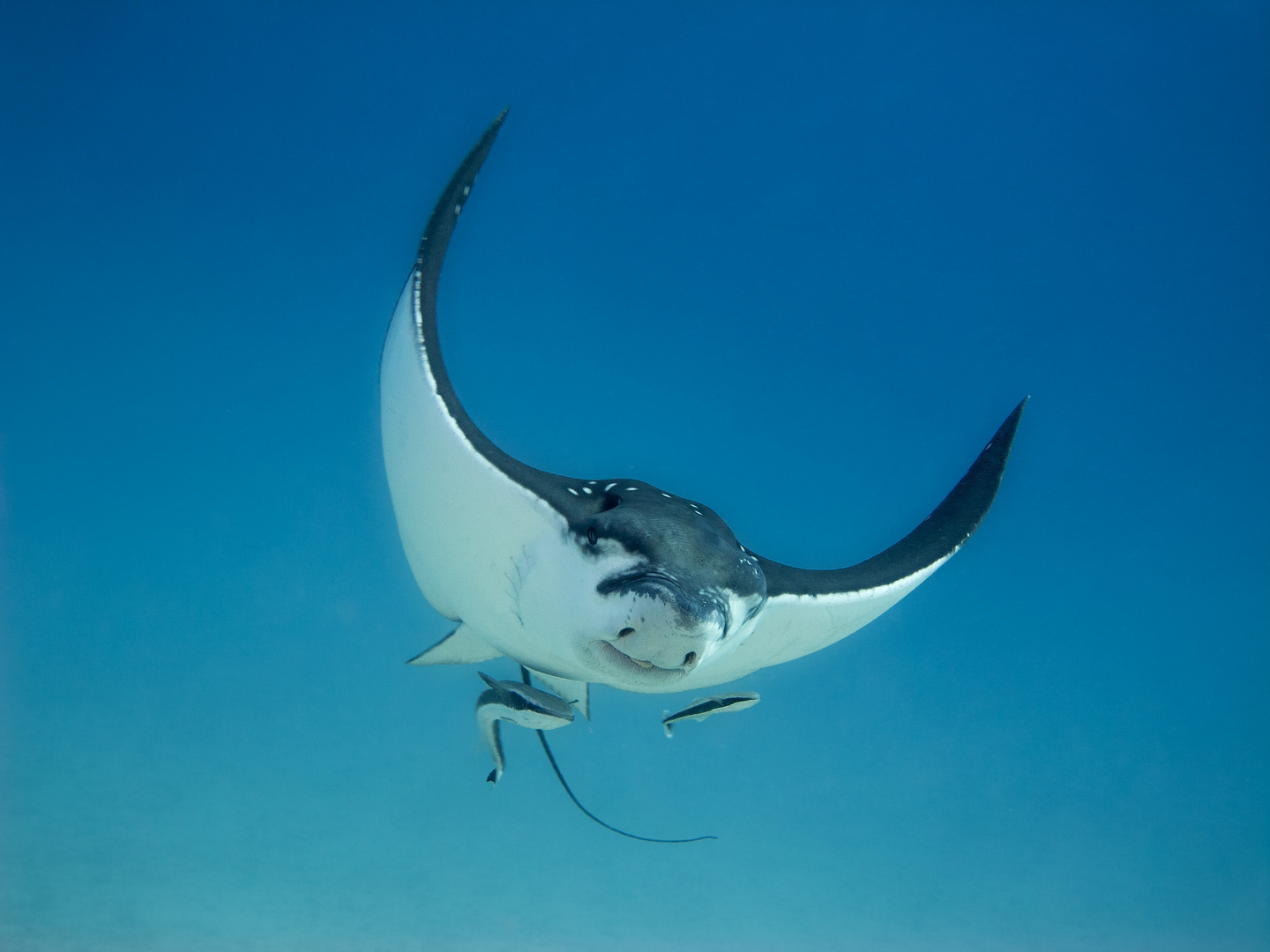 Adlerrochen Foto & Bild | unterwasser, uw-salzwasser, natur-kreativ ...