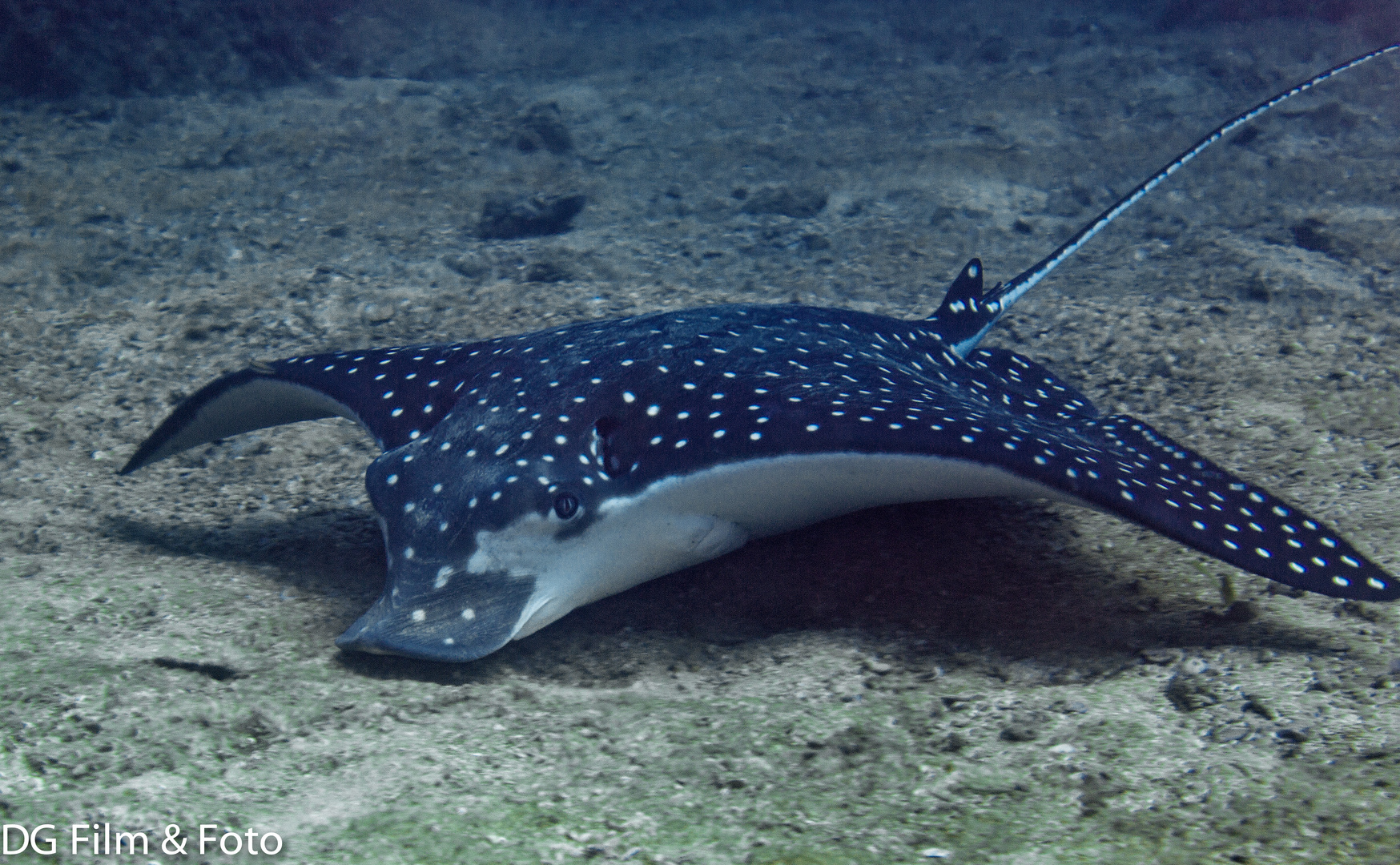 Adlerrochen Foto & Bild | tiere, wildlife, fische Bilder auf fotocommunity