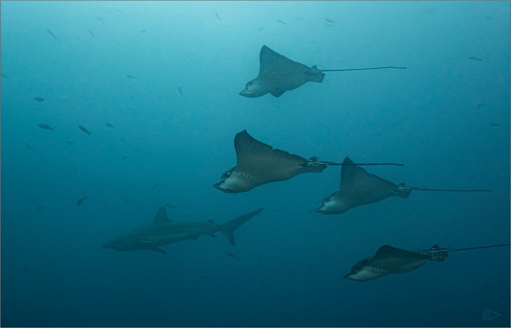 Adlerrochen Foto & Bild | unterwasser, uw-salzwasser, natur-kreativ ...