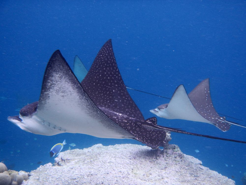 Adlerrochen Foto & Bild | tiere, wildlife, fische Bilder auf fotocommunity