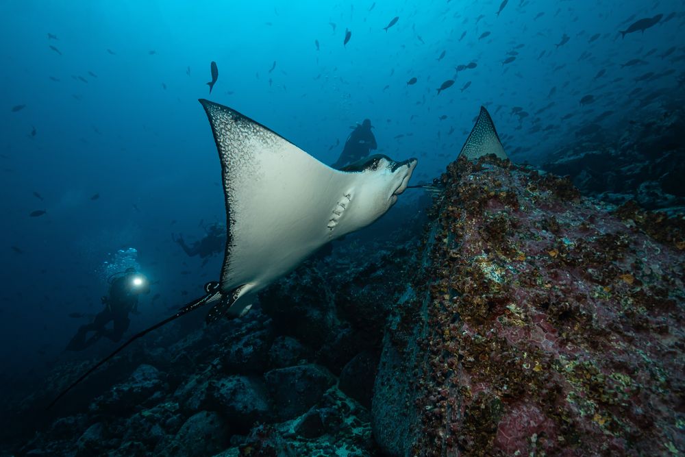 Adlerrochen... Foto & Bild | nature, sea, meer Bilder auf fotocommunity