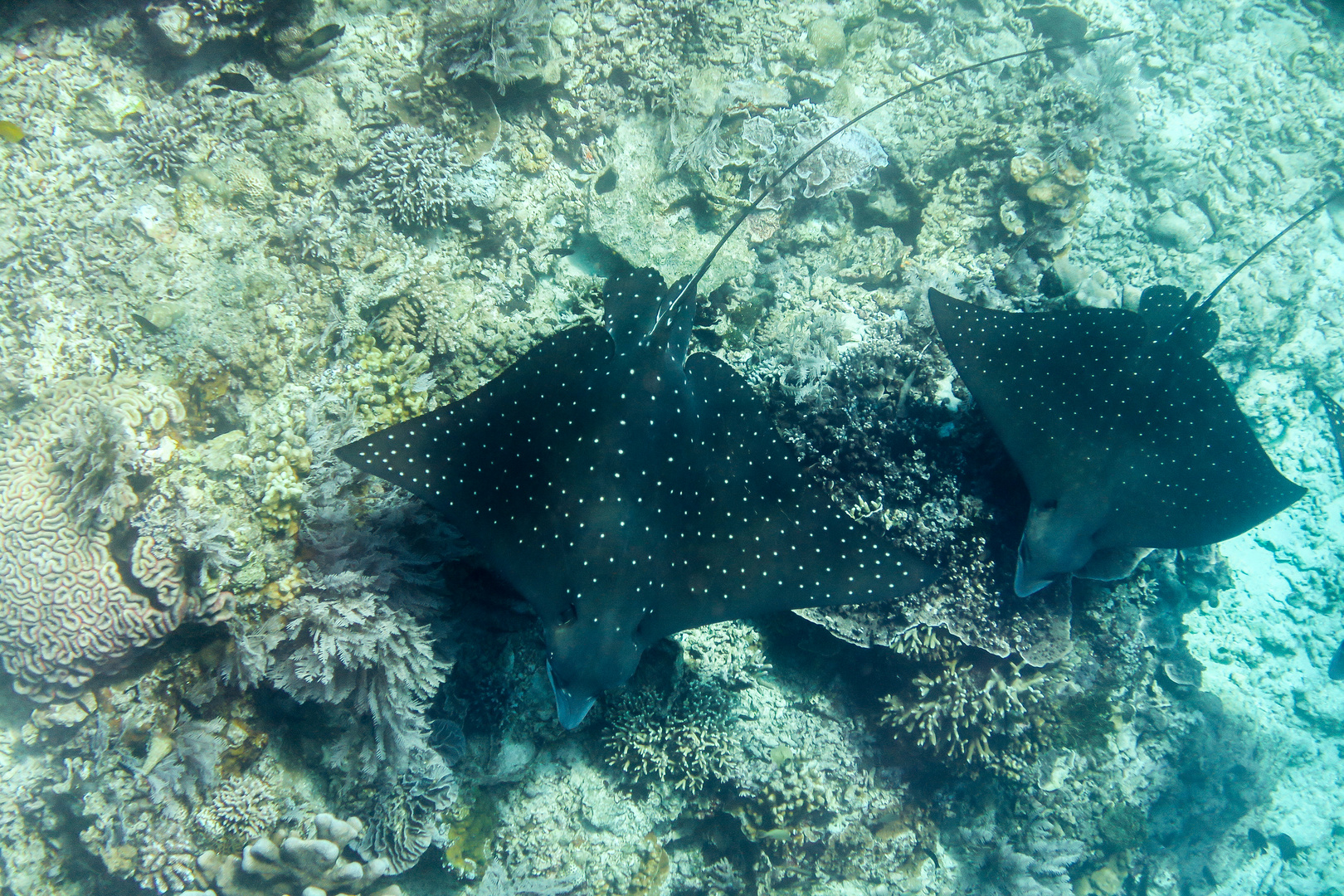 Adlerrochen Foto & Bild | natur, tiere, wildlife Bilder auf fotocommunity