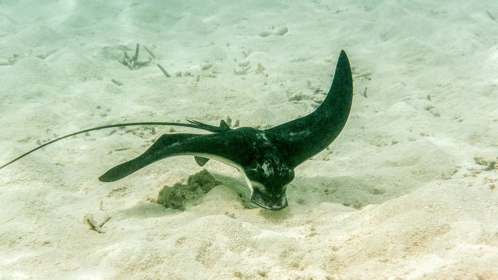 Adlerrochen juvenil Foto & Bild | world, meer, natur Bilder auf ...