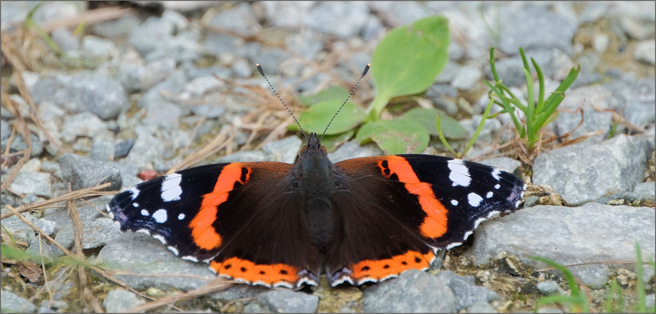 Admiral Foto & Bild | tiere, wildlife, schmetterlinge Bilder auf ...