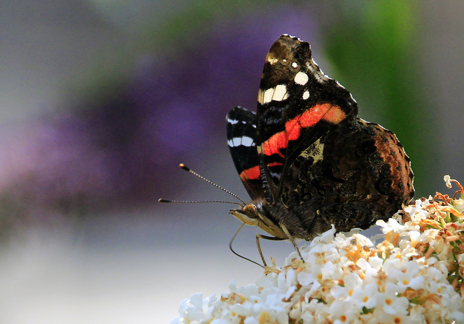 Admiral Foto & Bild | natur, landschaft, schmetterling Bilder auf ...