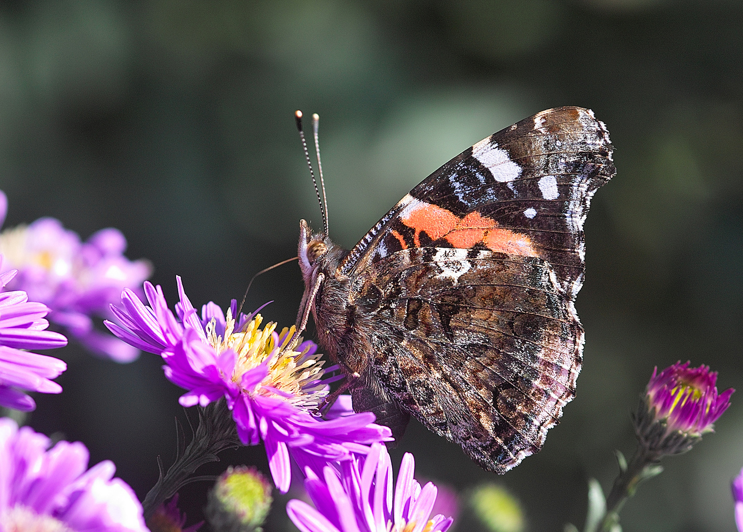 Admiral Foto & Bild | tiere, wildlife, schmetterlinge Bilder auf ...