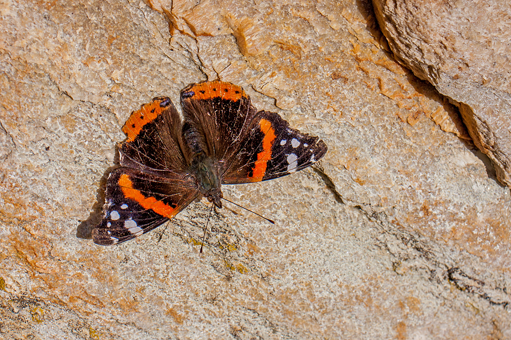 Admiral Foto & Bild | natur, schmetterling, insekten Bilder auf ...