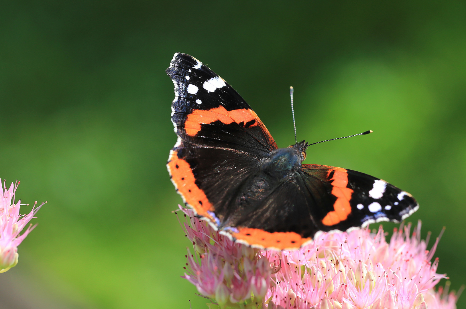admiral Foto & Bild | tiere, wildlife, schmetterlinge Bilder auf ...