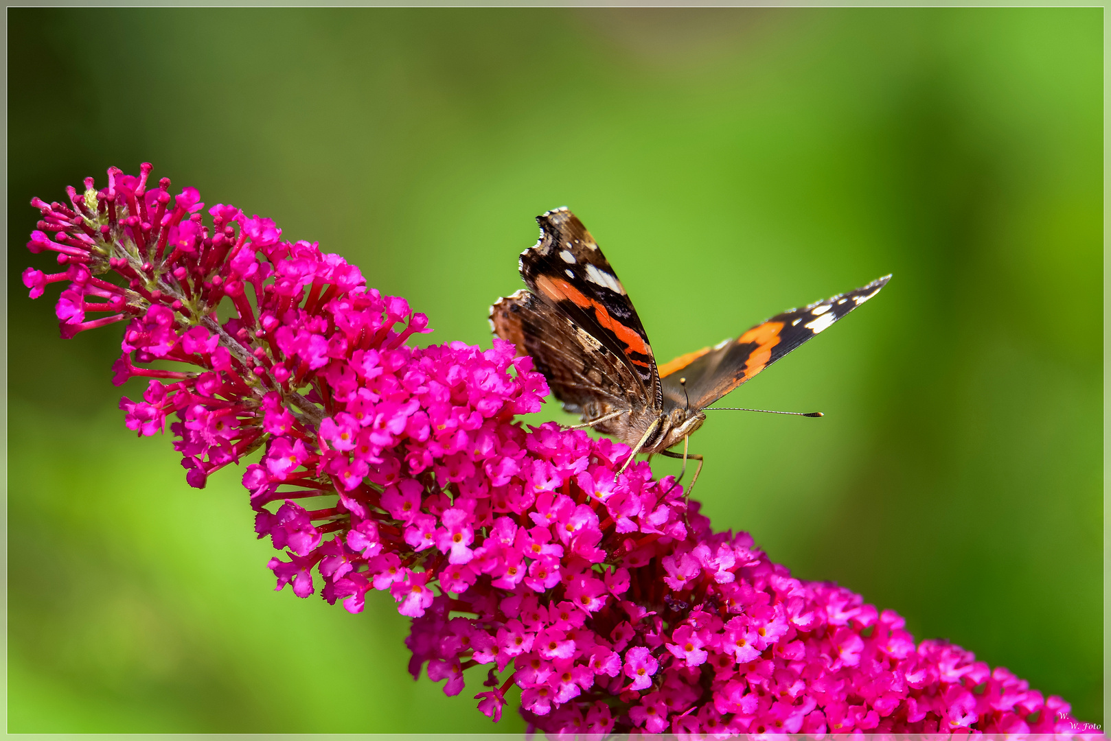 Admiral Foto & Bild | tiere, wildlife, schmetterlinge Bilder auf ...