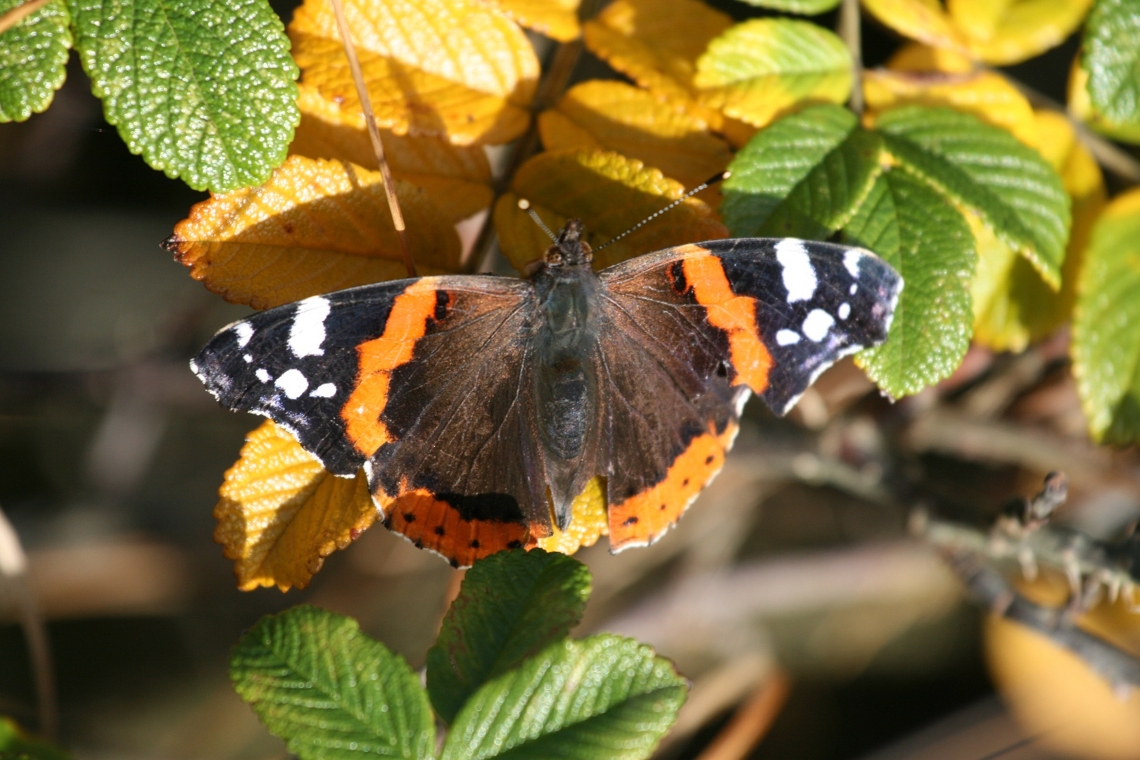 Admiral Foto & Bild | tiere, wildlife, schmetterlinge Bilder auf ...