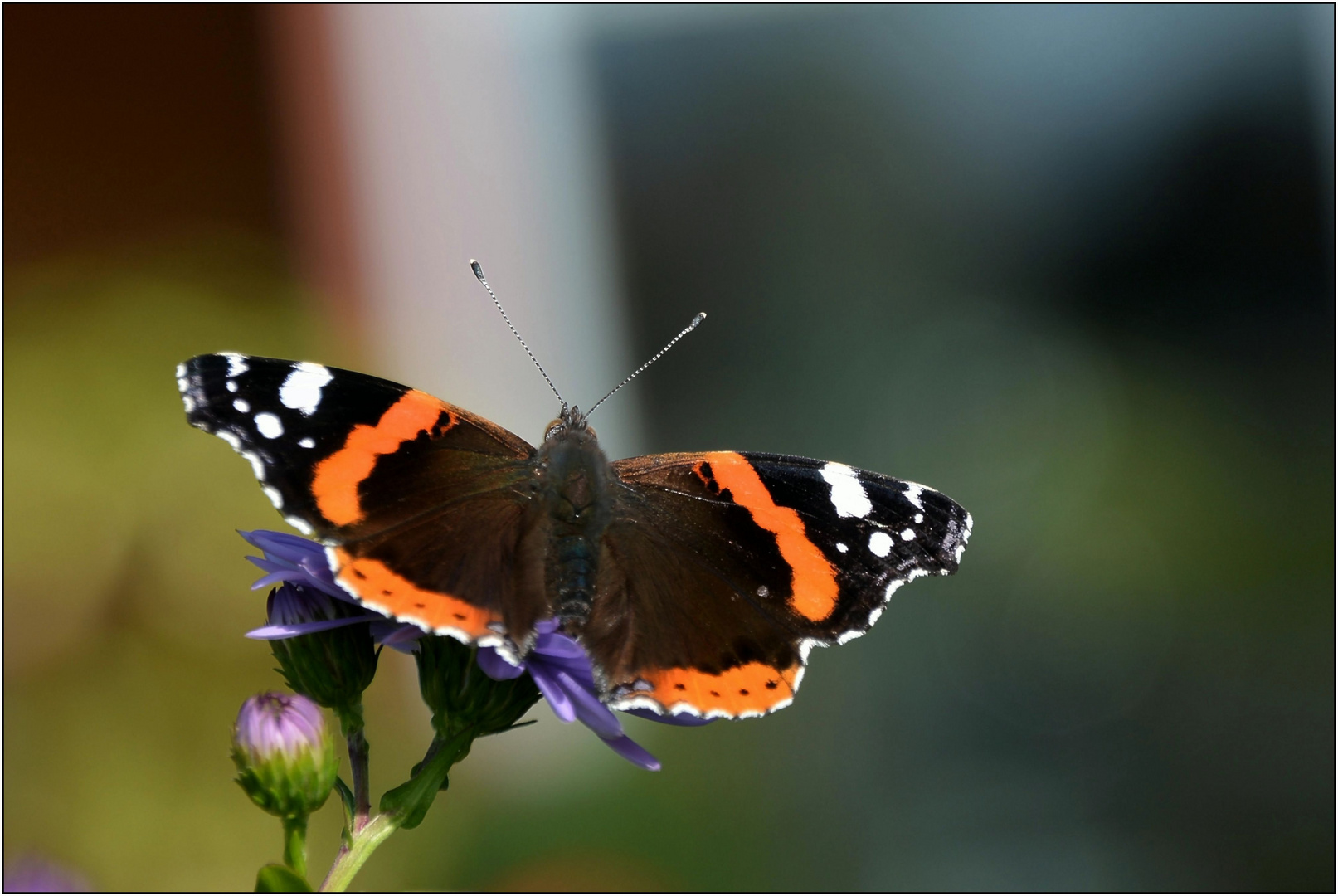 Admiral Foto & Bild | tiere, wildlife, schmetterlinge Bilder auf ...