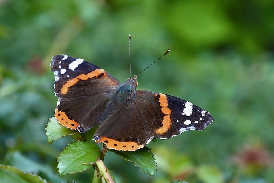 Admiral Foto & Bild | natur, insekten, wildlife Bilder auf fotocommunity