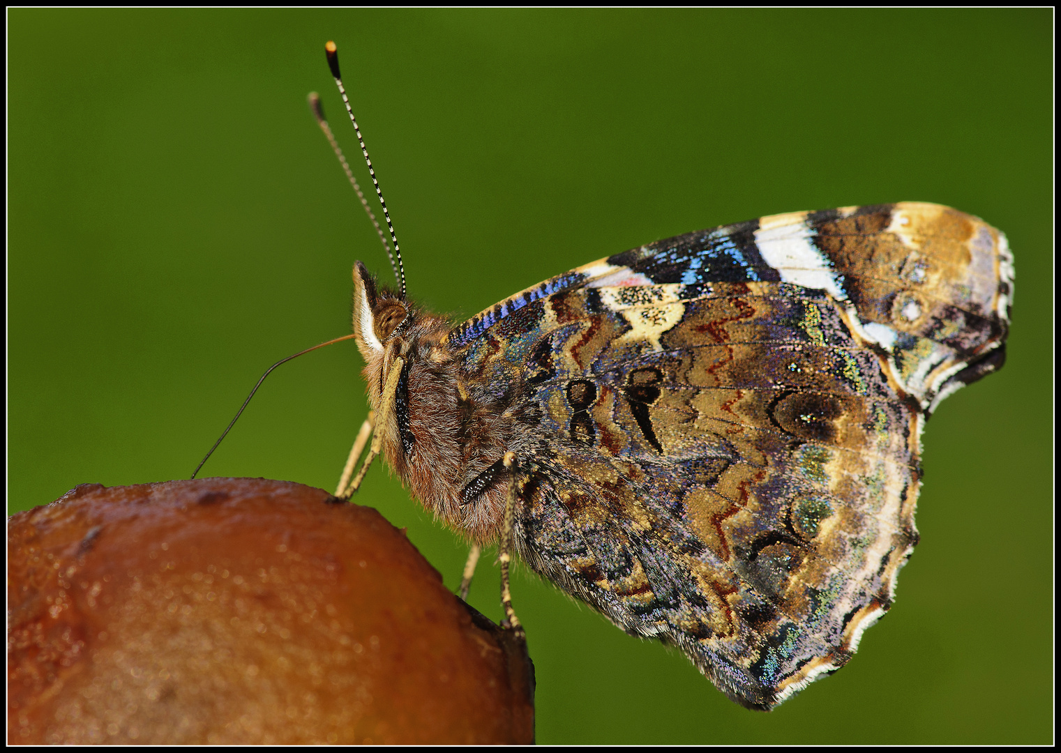 Admiral Foto & Bild | tiere, wildlife, schmetterlinge Bilder auf ...