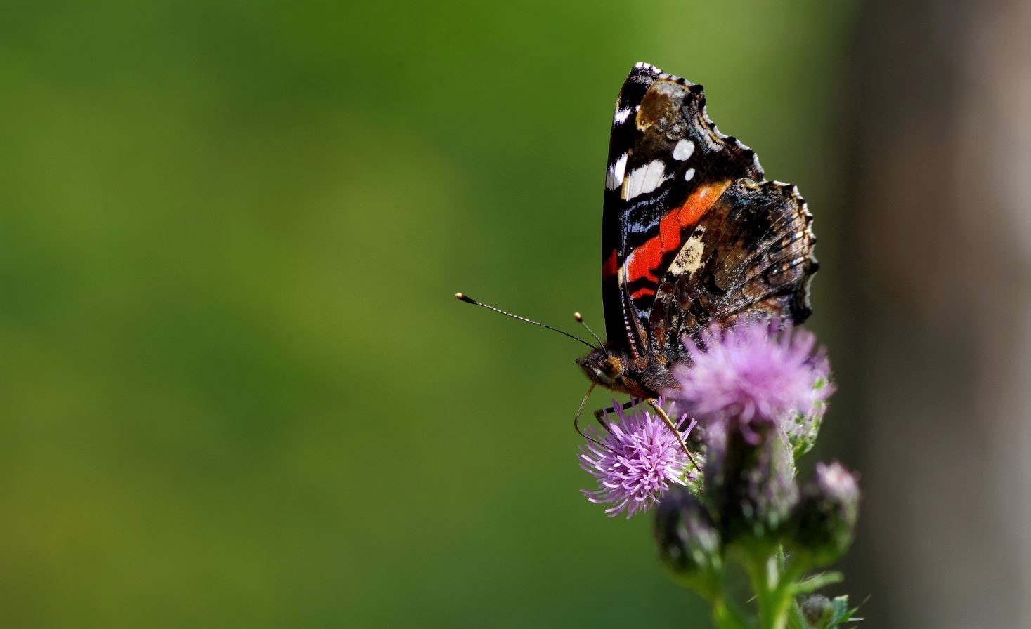 Admiral Foto & Bild | tiere, wildlife, schmetterlinge Bilder auf ...