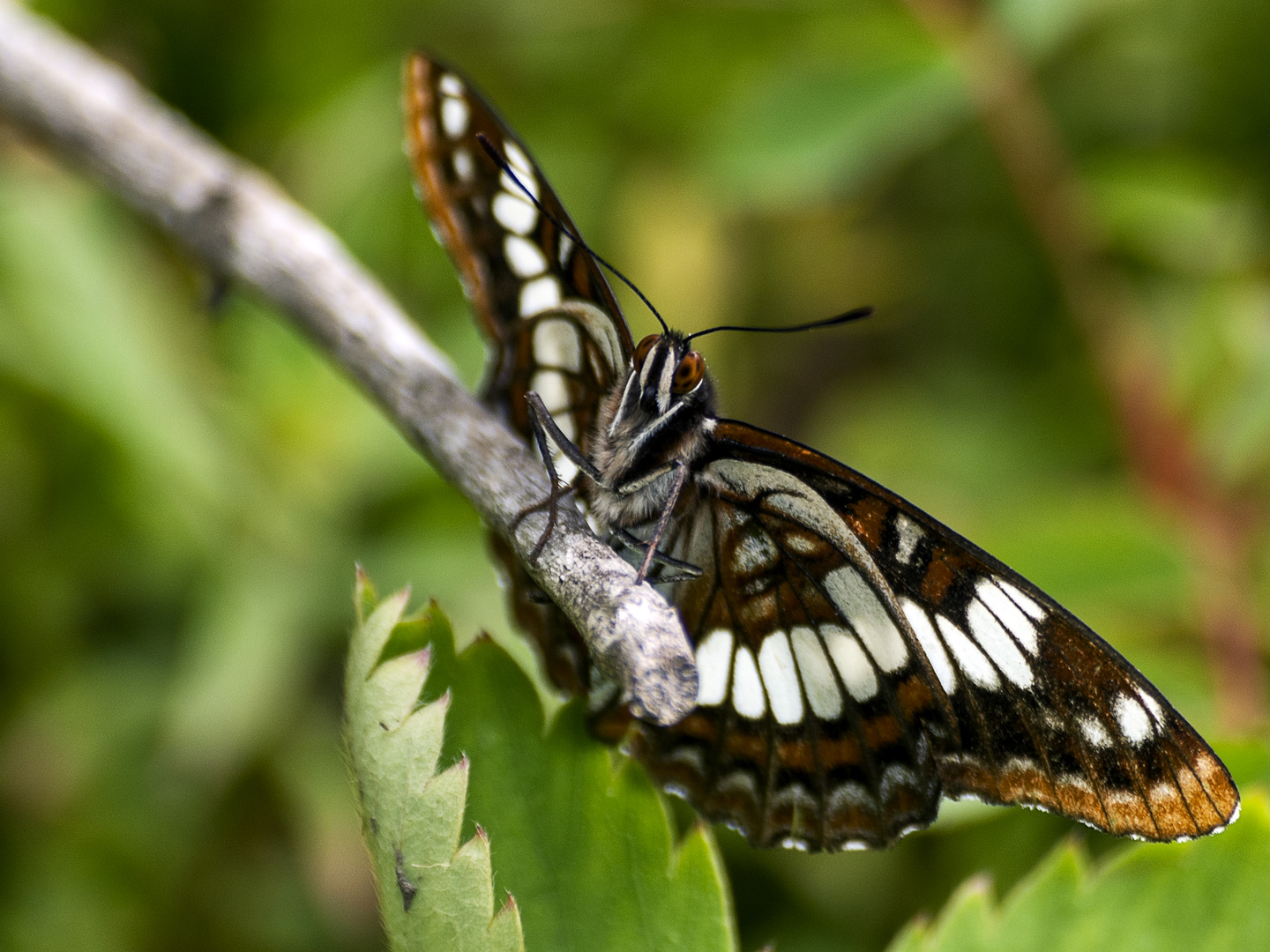 Admiral Foto & Bild | tiere, wildlife, schmetterlinge Bilder auf ...