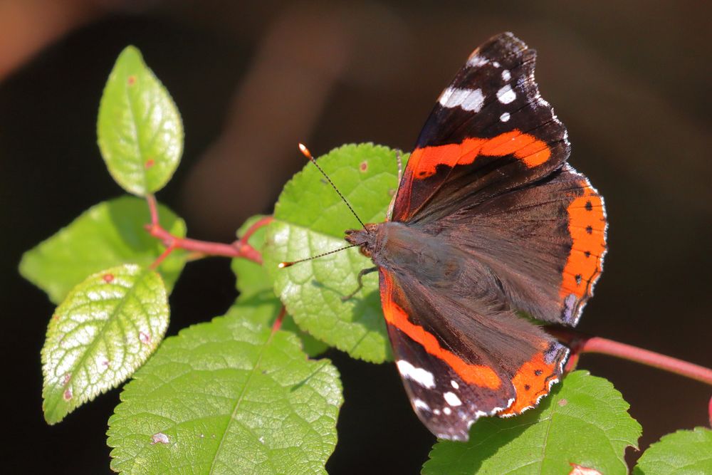 Admiral Foto & Bild | tiere, wildlife, schmetterlinge Bilder auf ...