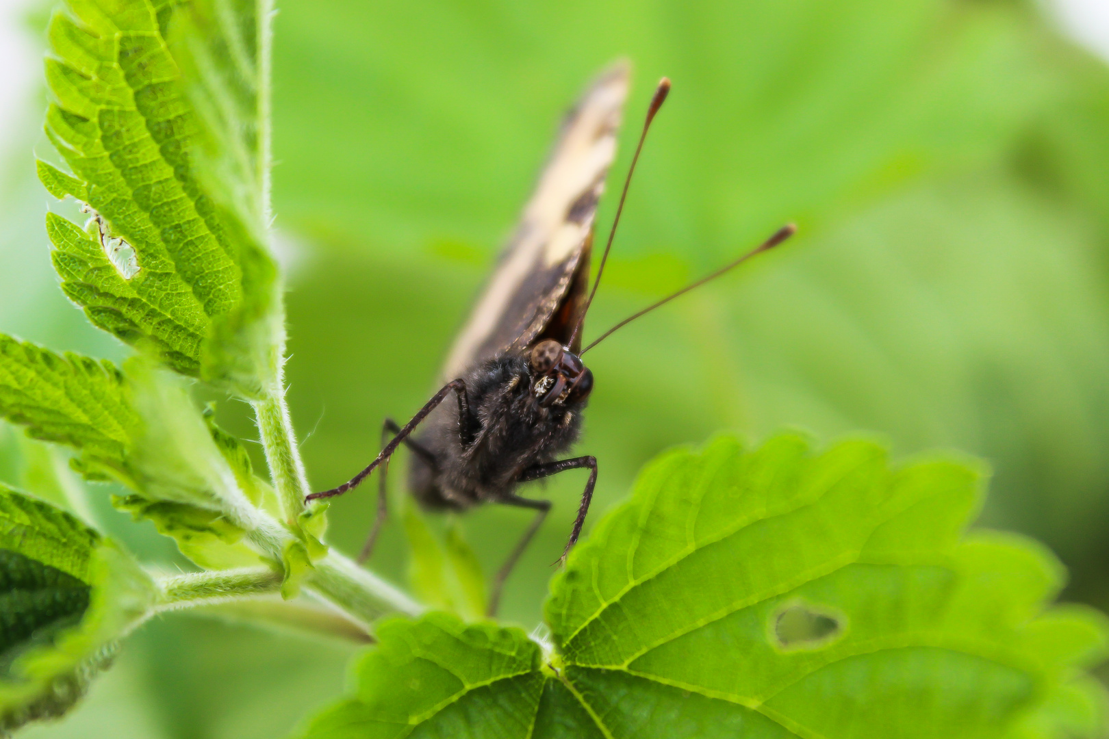 Admiral Foto & Bild | sommer, makro, wiese Bilder auf fotocommunity