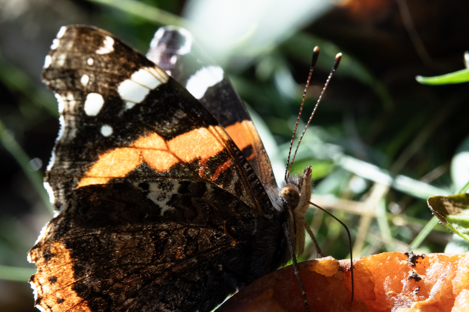 Admiral sonnenbaden und schlemmen Foto & Bild | tiere, wildlife ...