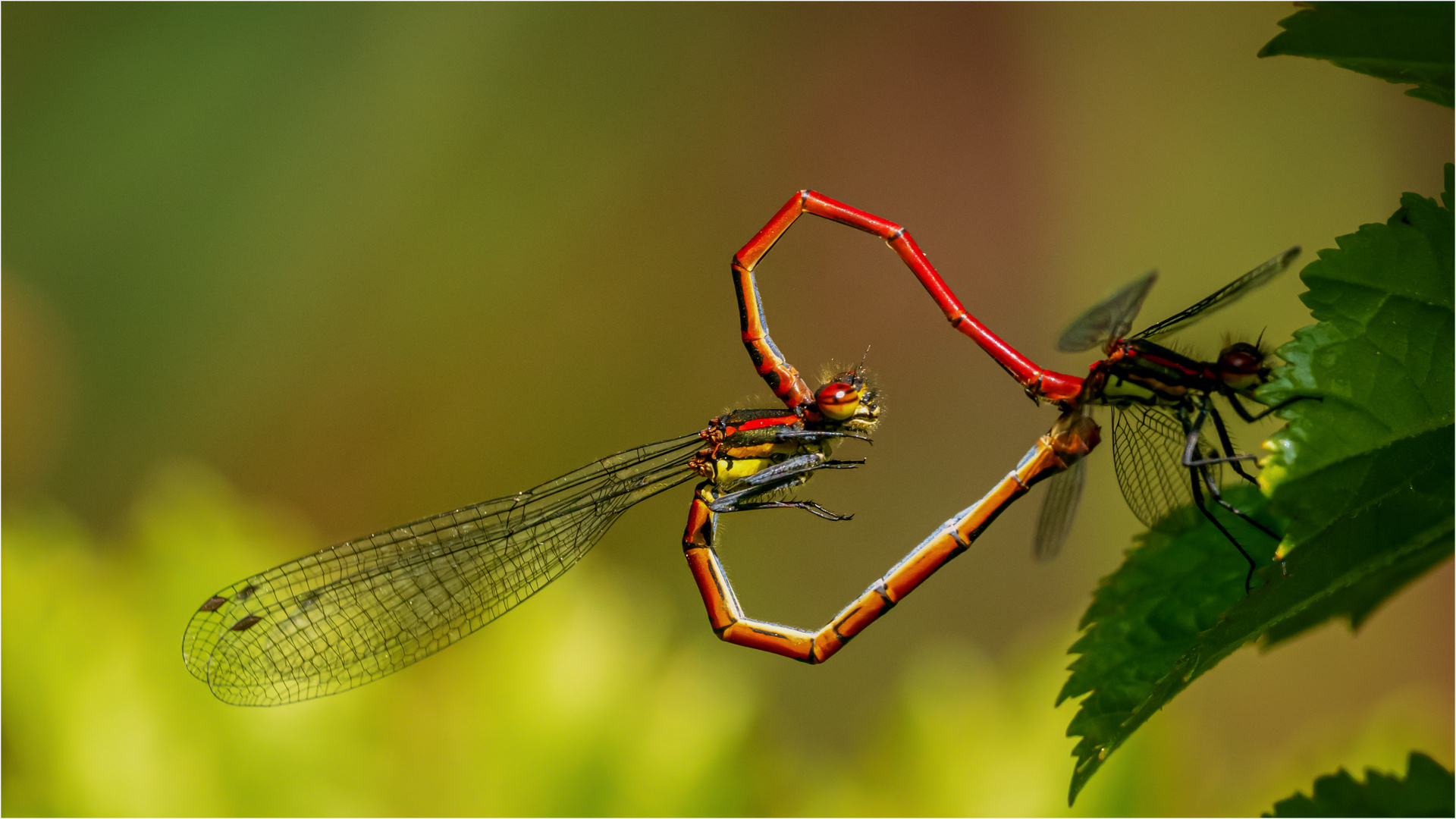 Adonis Love Foto & Bild | tiere, wildlife, libellen Bilder auf fotocommunity
