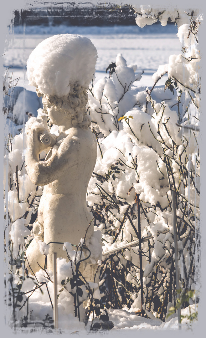 Adonis mit Schneezylinder Foto & Bild | jahreszeiten, winter, vögel ...