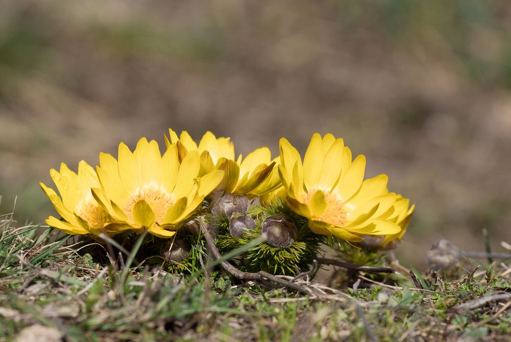 Adonisröschen Foto & Bild | europe, Österreich, pflanzen, pilze ...