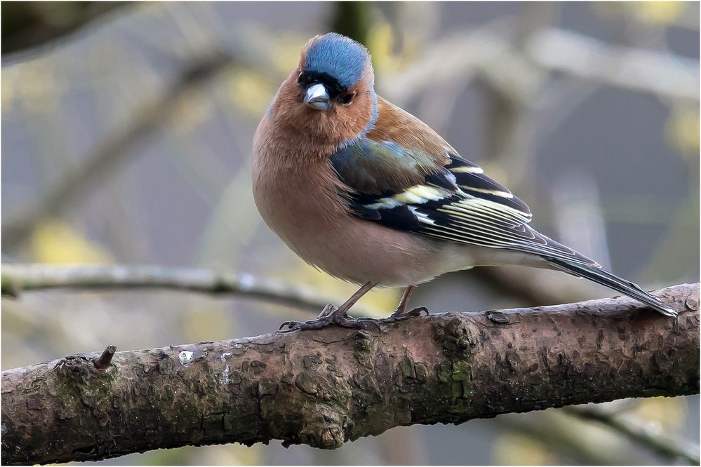 adrett und nett ..... Foto & Bild | tiere, wildlife, wild lebende vögel ...