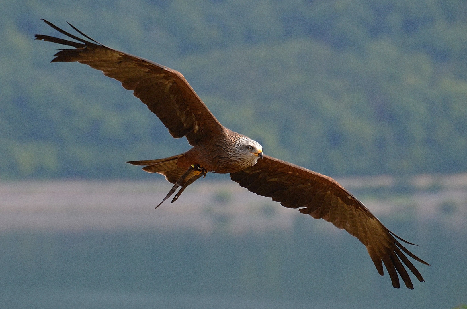 adulter Schwarzmilan Foto & Bild | tiere, zoo, wildpark & falknerei ...