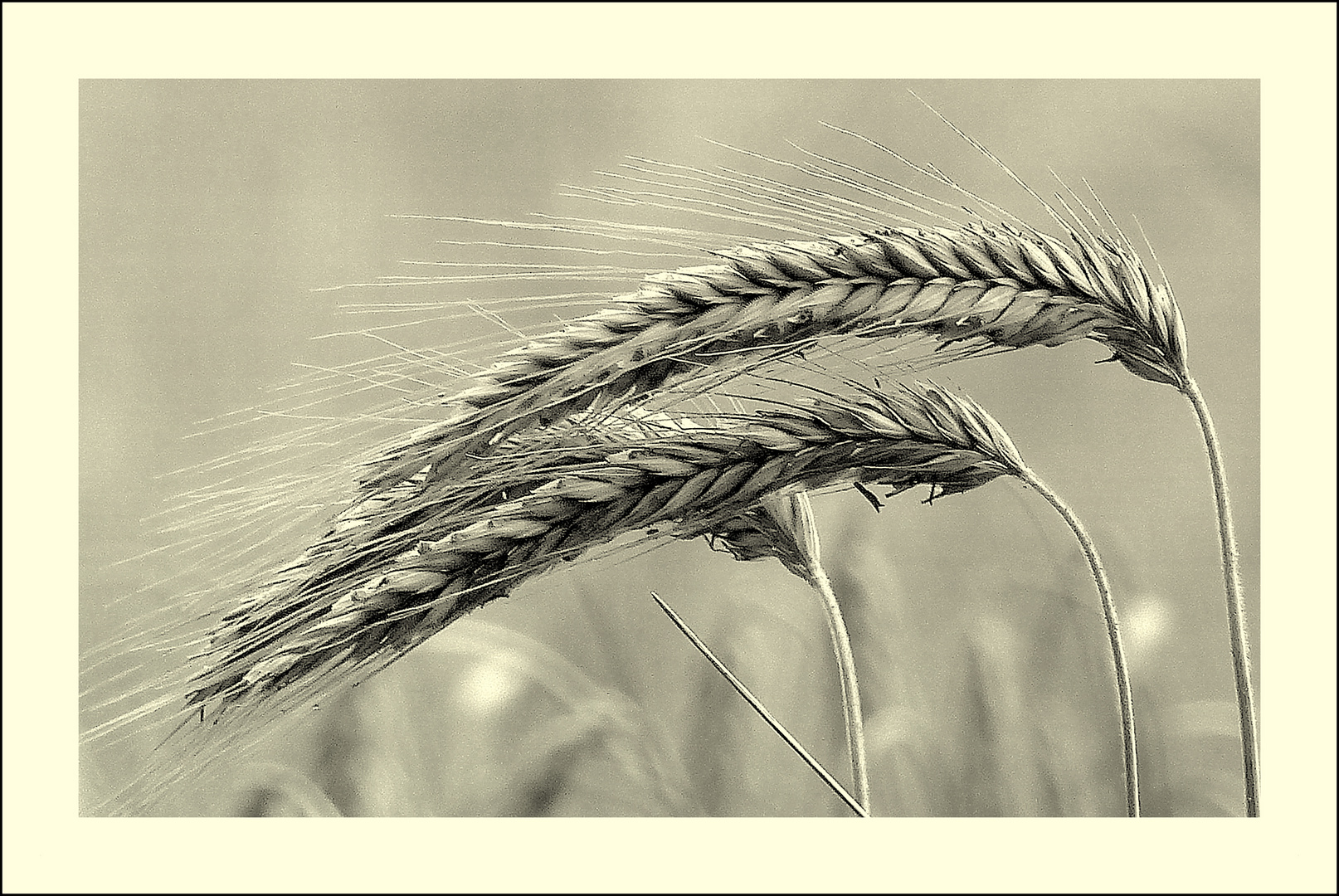 Ähren Foto & Bild | pflanzen, pilze & flechten, projekte, getreide und ...