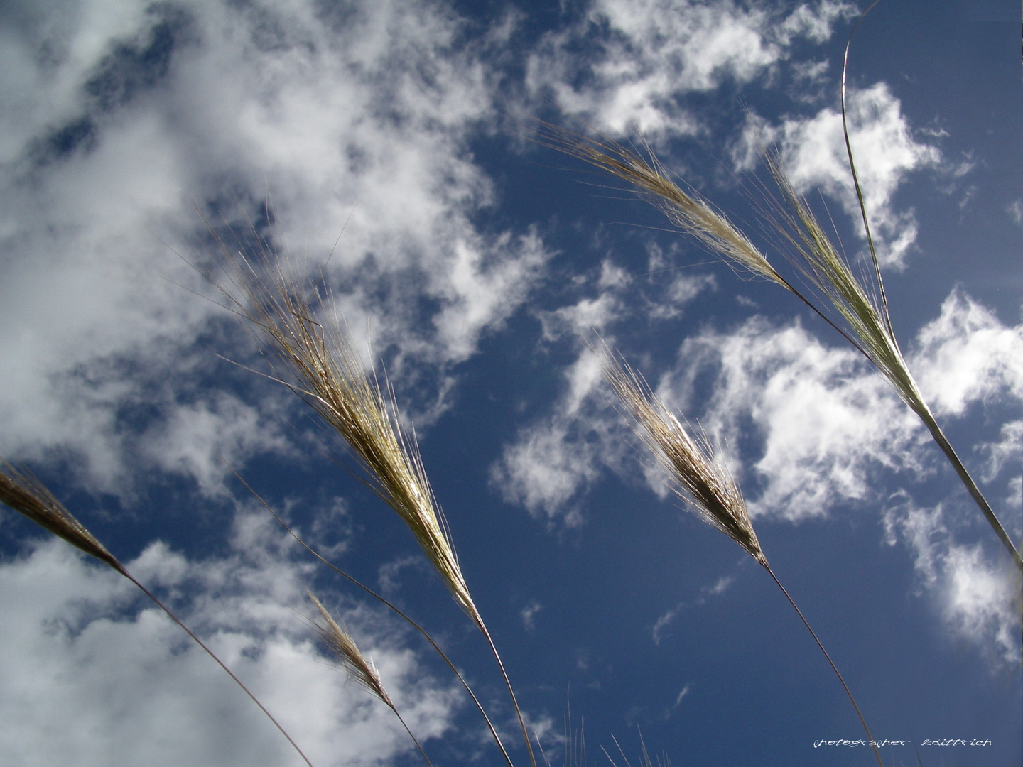 Ähren... Foto & Bild | landschaft, projekte, Äcker, felder & wiesen ...