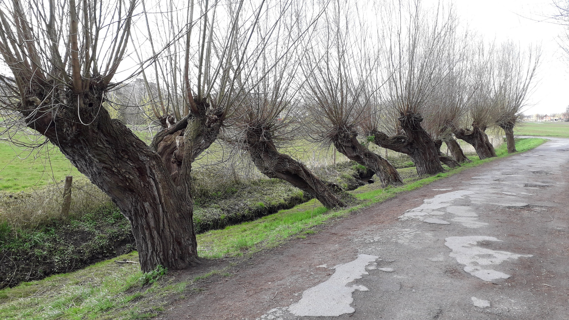 Ältestenrat der Kopfweiden in Münster Foto & Bild | pflanzen, pilze ...