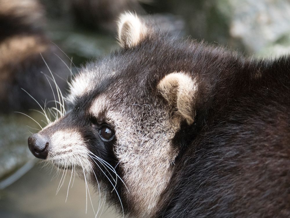 ~ ängstlich ~ Foto & Bild | tiere, zoo, wildpark & falknerei ...