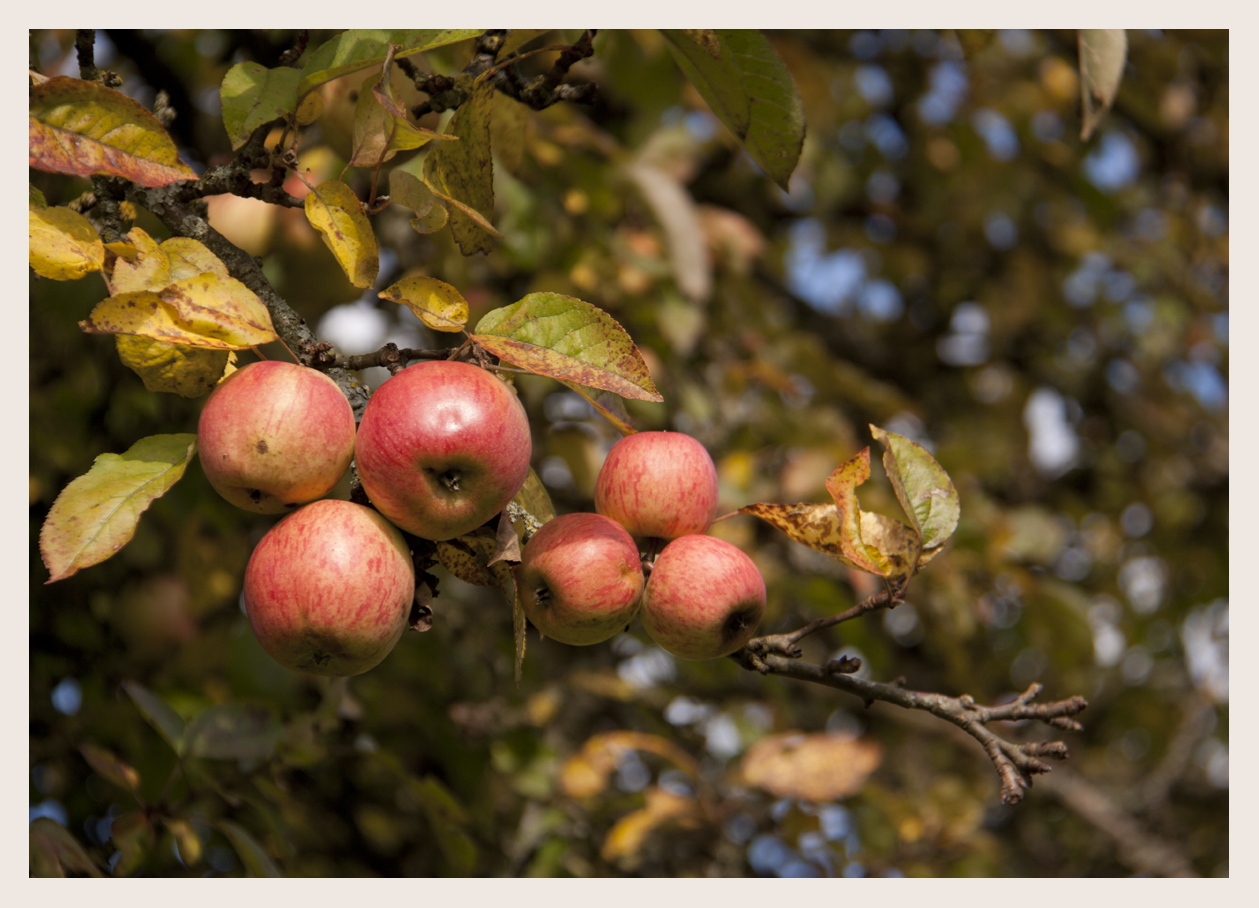 Äpfel Foto & Bild | deutschland, europe, bayern Bilder auf fotocommunity