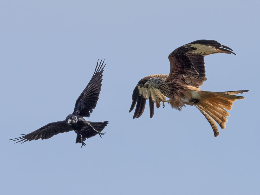 Ärger Foto & Bild | tiere, wildlife, wild lebende vögel Bilder auf ...