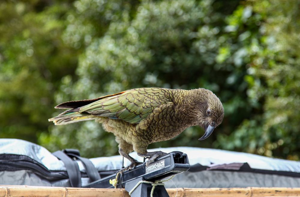 Ärger steht ins Haus Foto & Bild | world, spezial, natur Bilder auf ...