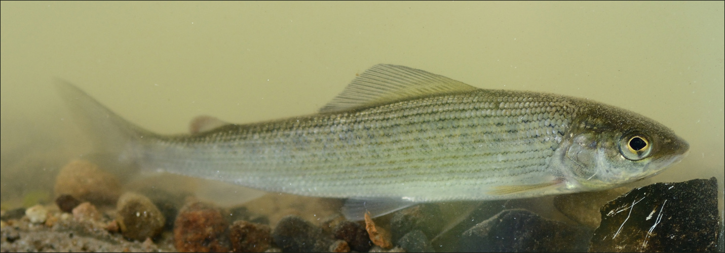 Äsche Foto & Bild | natur, gewässer, wildlife Bilder auf fotocommunity